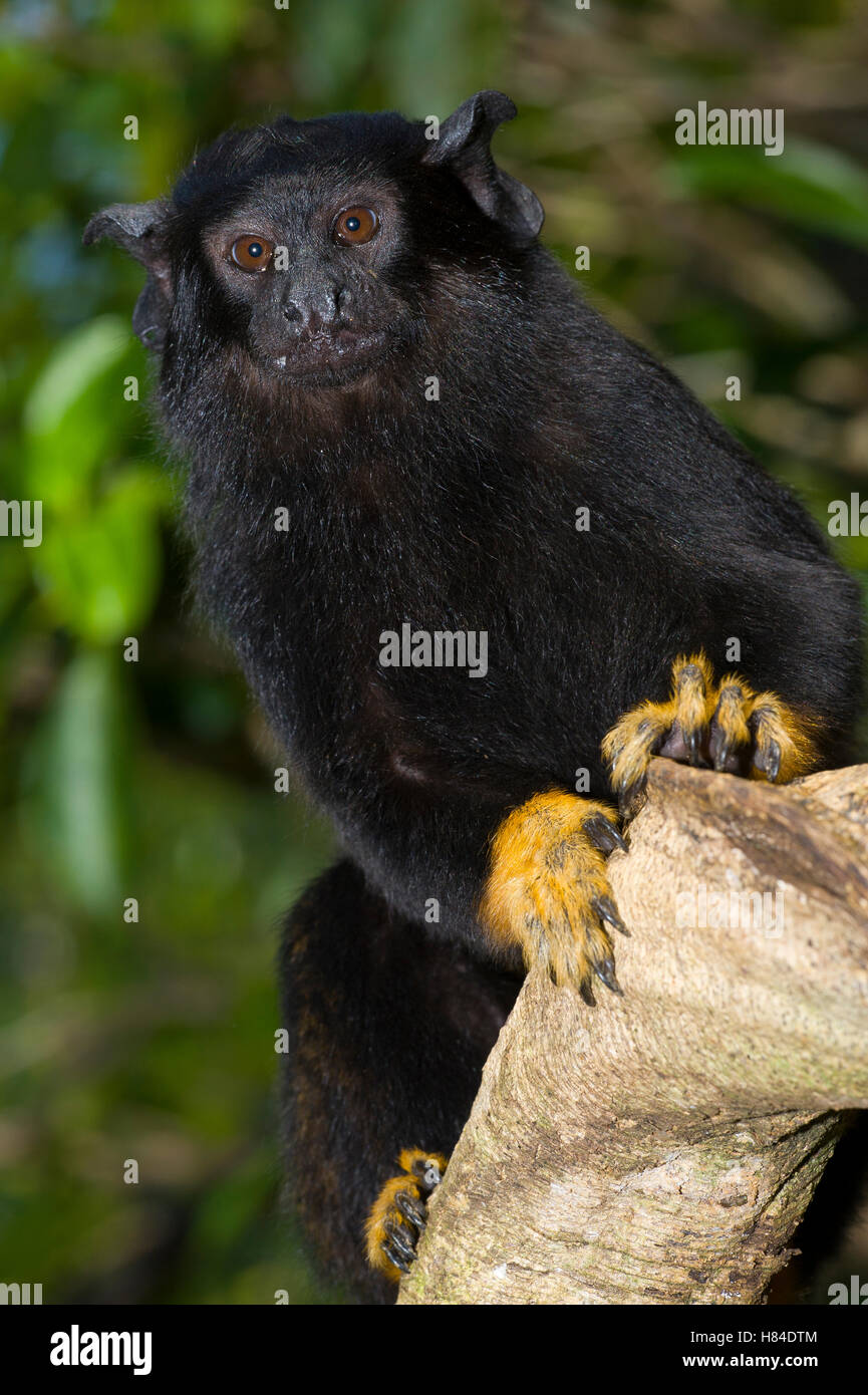 Midas Tamarin (Saguinus midas), breeding facilities at Zoologico del ...