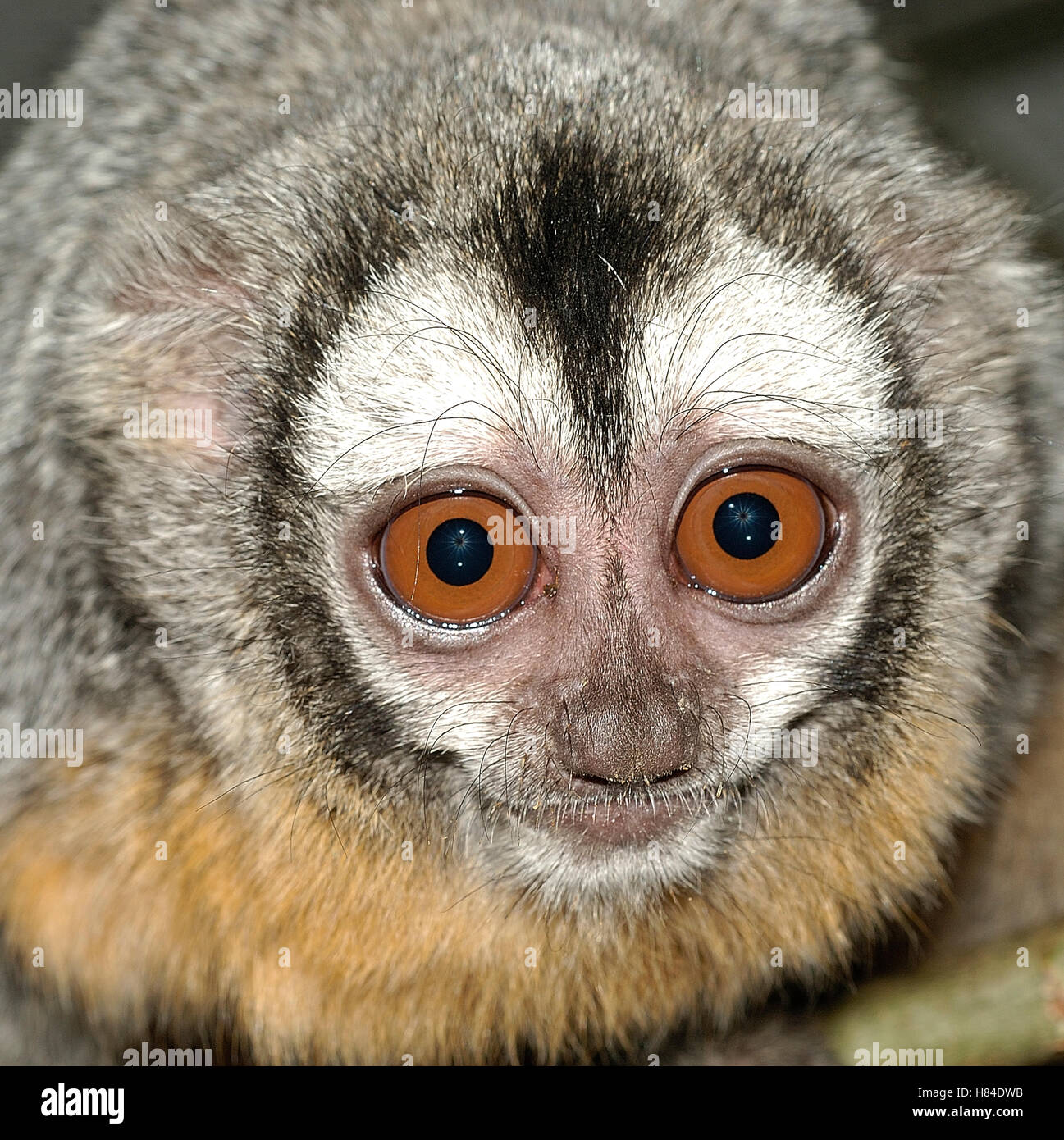 Azara's Night Monkey (Aotus azarae) showing large eyes Stock Photo - Alamy