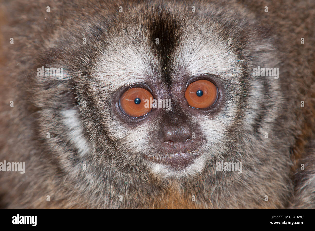 Peruvian Night Monkey (Aotus micronax) showing large eyes, Huachipa ...