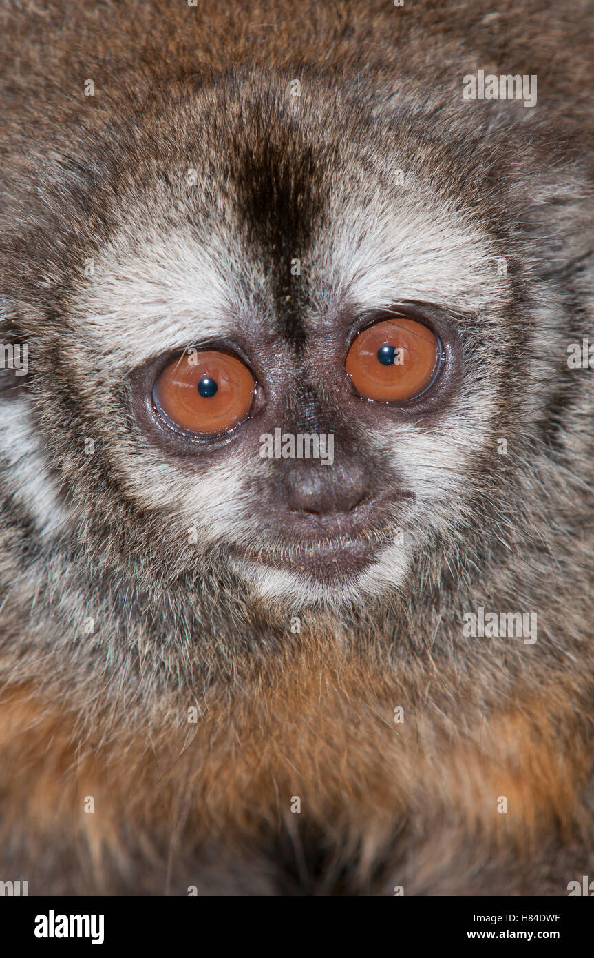 Peruvian Night Monkey (Aotus micronax) showing large eyes, Huachipa ...