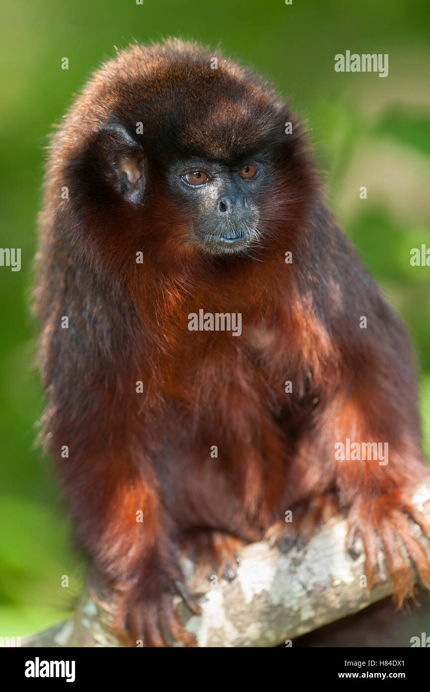 Coppery Titi (Callicebus cupreus), La Vallee des Singes Primate Center ...