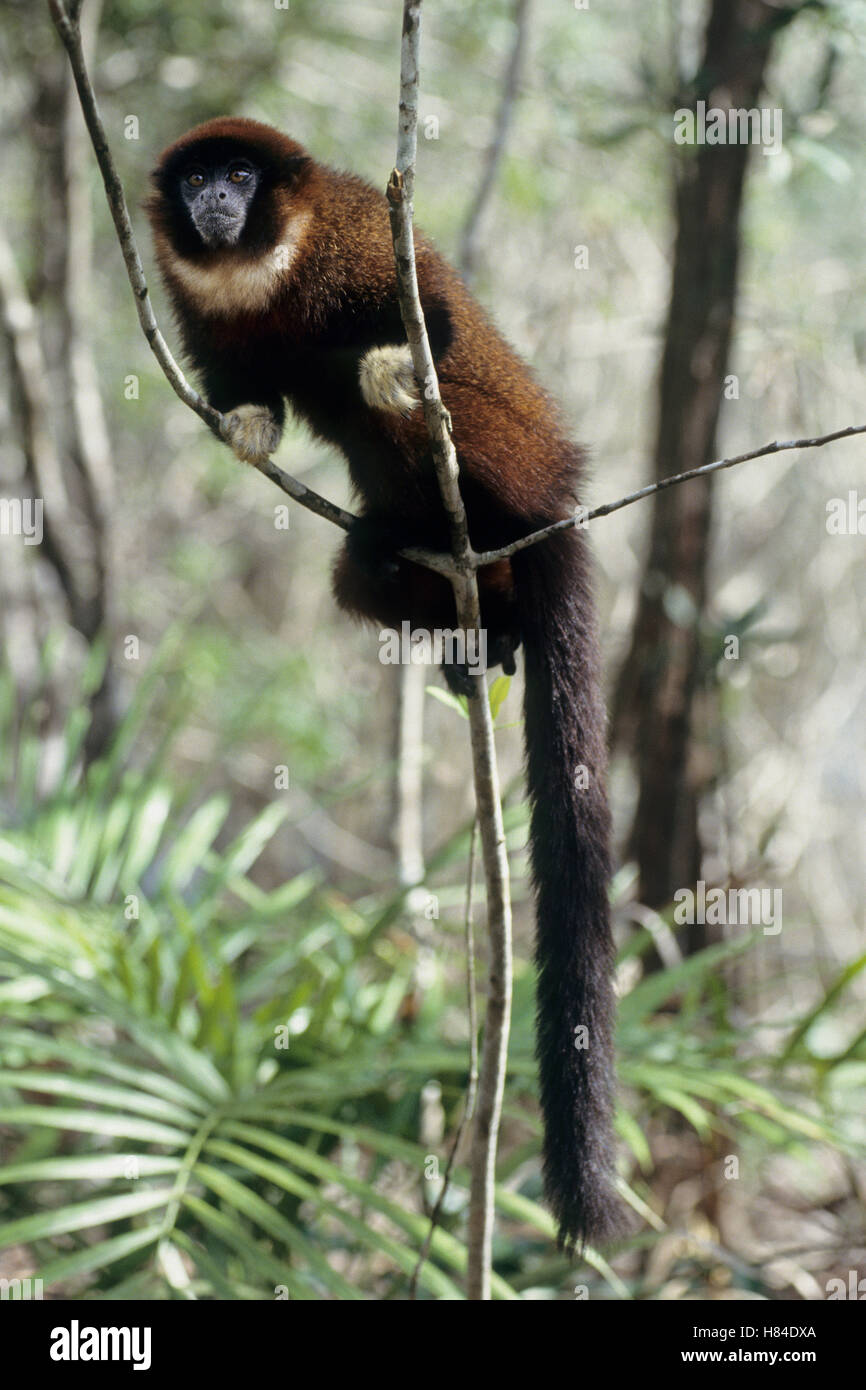 Collared Titi (Callicebus torquatus Stock Photo - Alamy