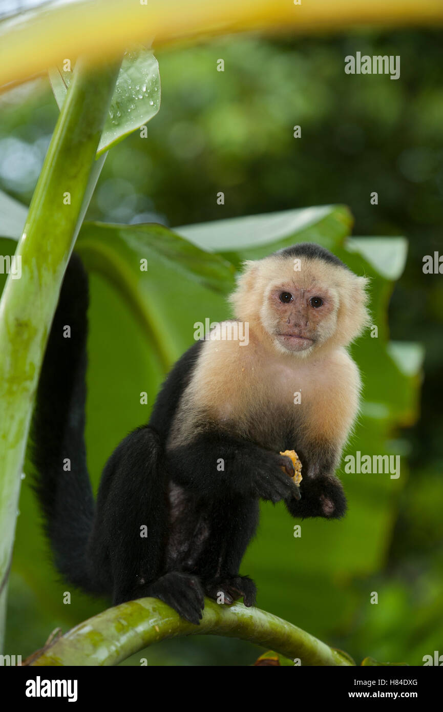 White-faced Capuchin (Cebus capucinus) in banana plantation, Sierpe del ...