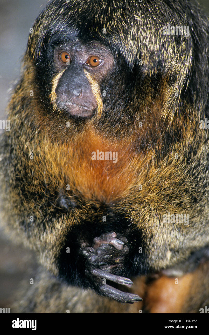 White-faced Saki (Pithecia pithecia Stock Photo - Alamy