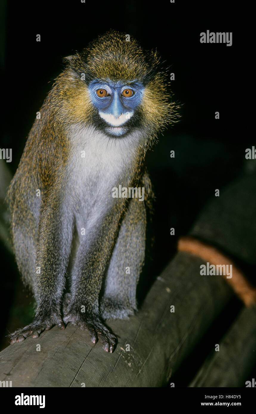 Mustached Guenon (Cercopithecus cephus Stock Photo - Alamy