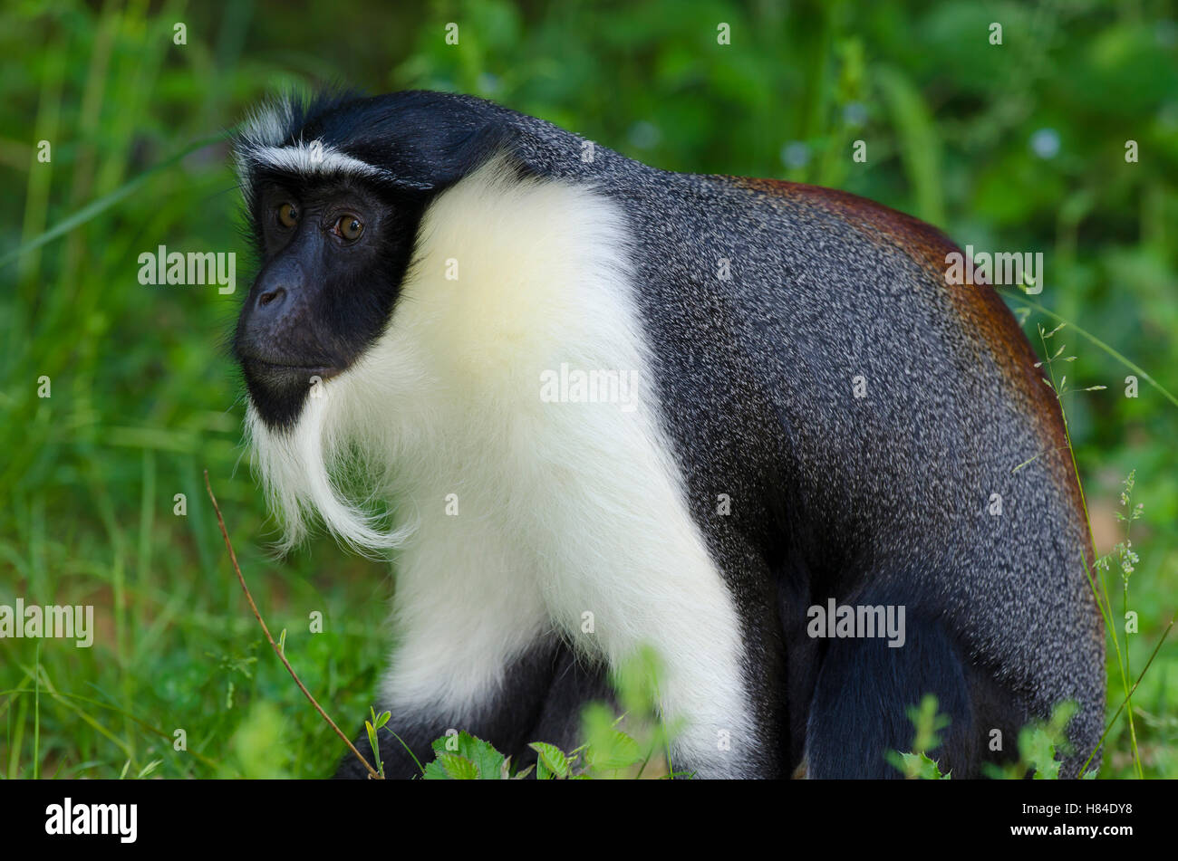 Diana Monkey (Cercopithecus diana), La Vallee des Singes Primate Center ...