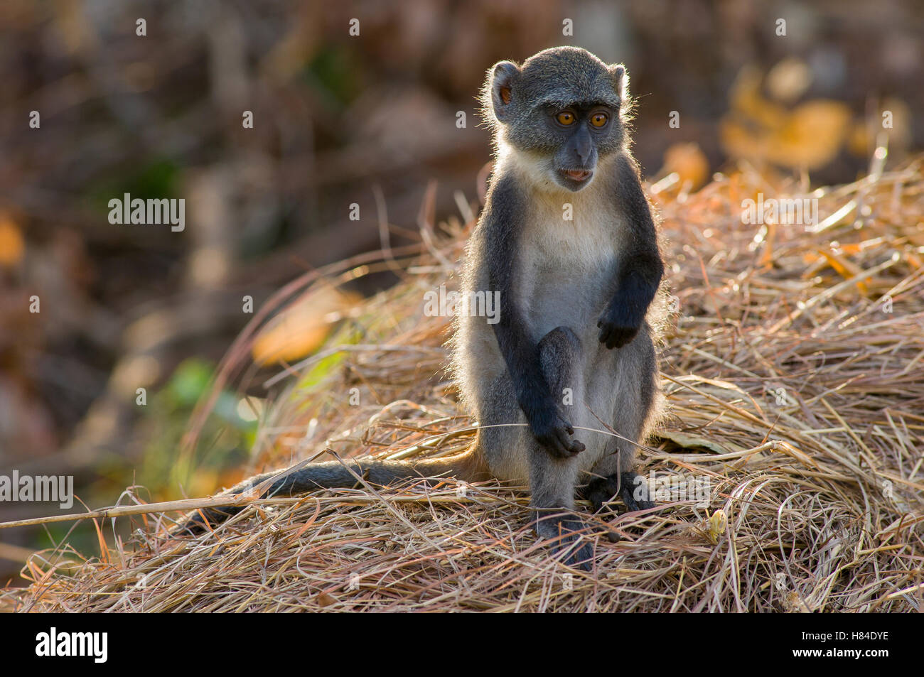 Sykes Monkey (Cercopithecus albogularis Stock Photo - Alamy