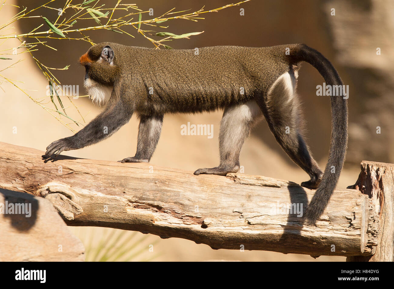 De Brazza's Monkey (Cercopithecus neglectus), Bioparc Fuengirola, Spain ...