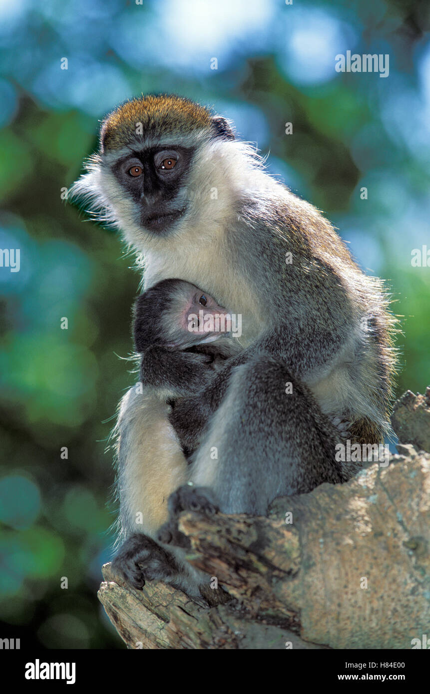 Black-faced Vervet Monkey (Cercopithecus aethiops) mother and nursing ...