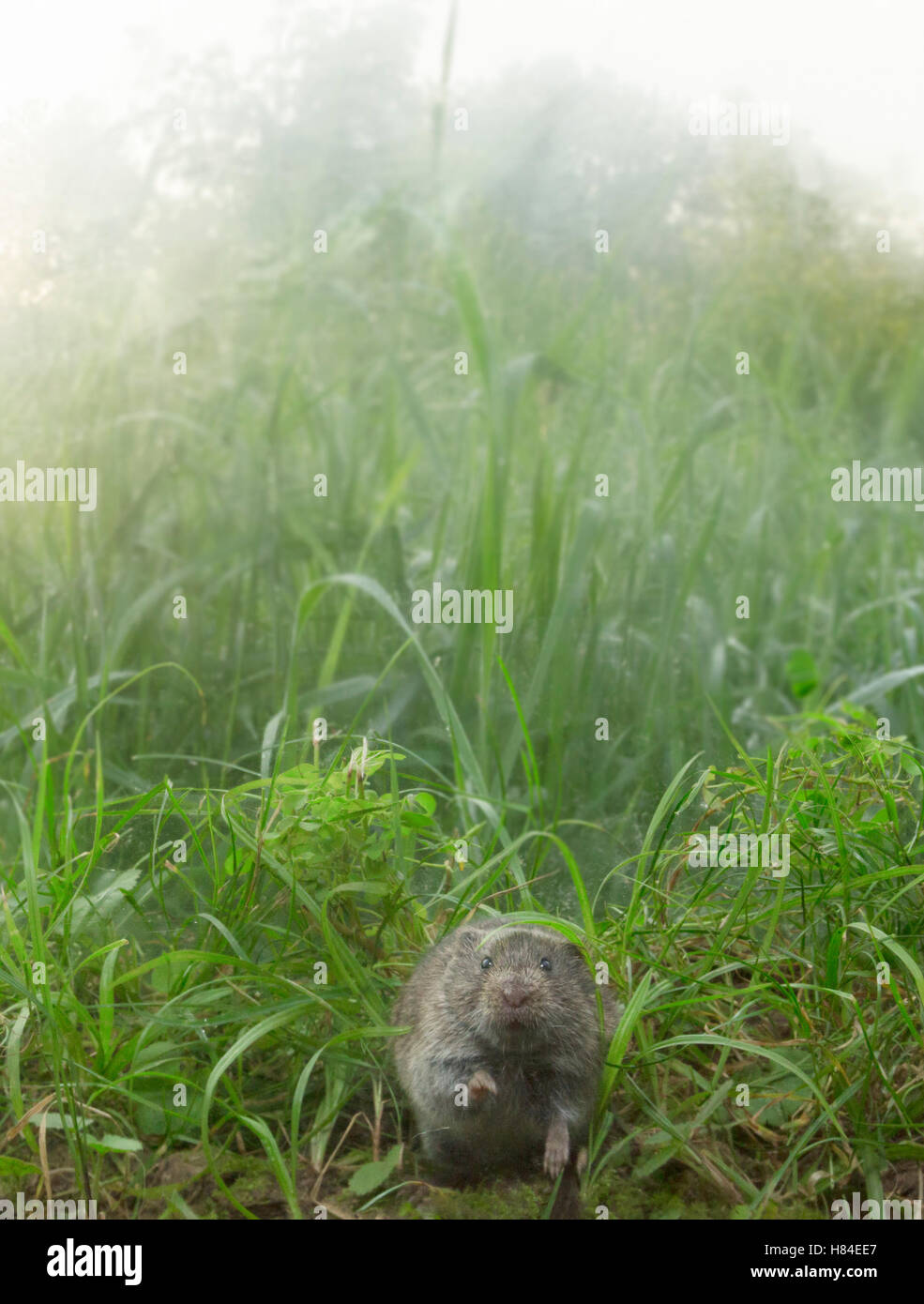 Prairie Vole (Microtus ochrogaster) in prairie in summer, Indiana Stock ...