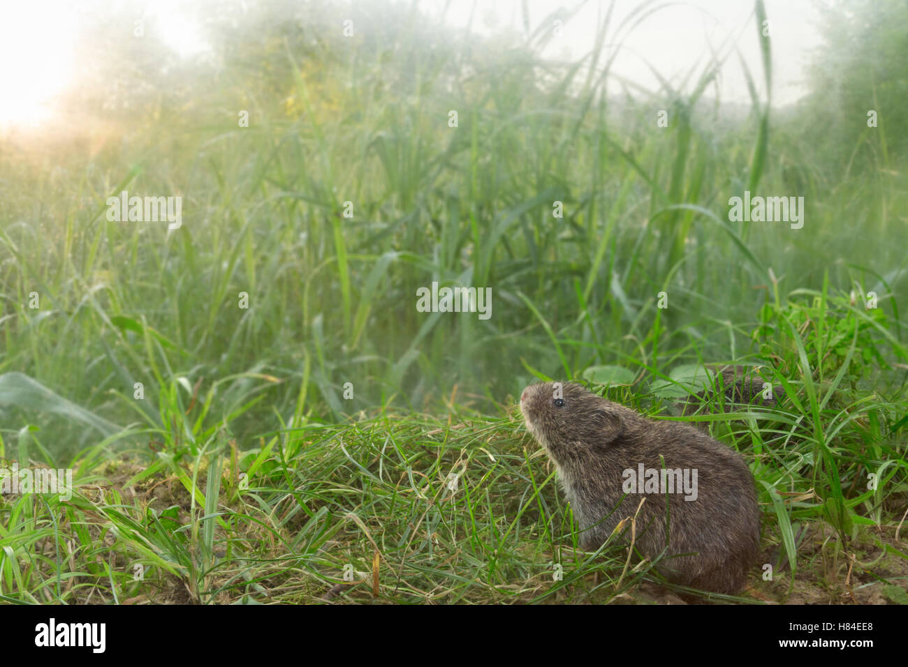 Prairie Vole (Microtus ochrogaster) in prairie in summer, Indiana Stock ...