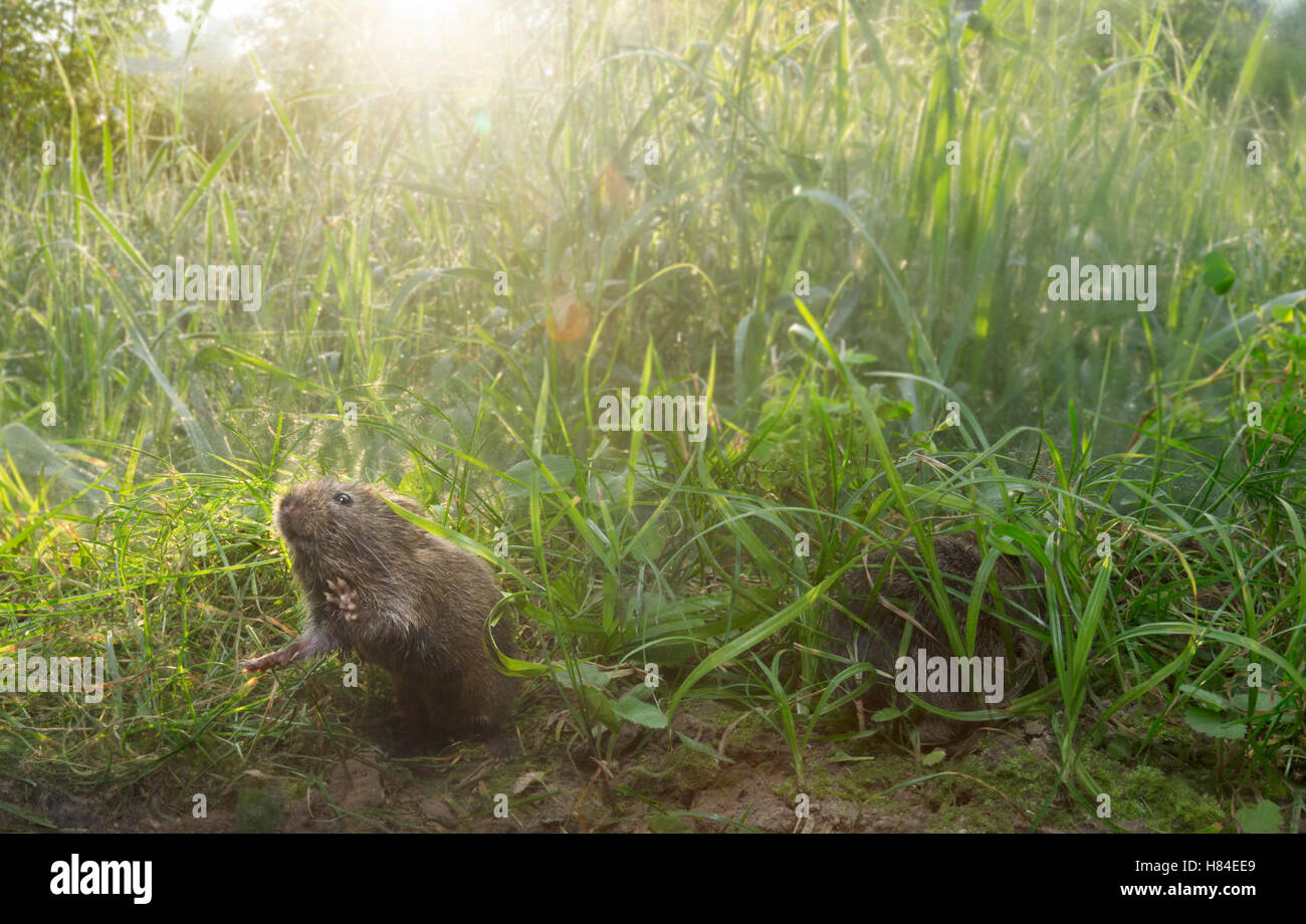 Prairie Vole (Microtus ochrogaster) in prairie in summer, Indiana Stock ...