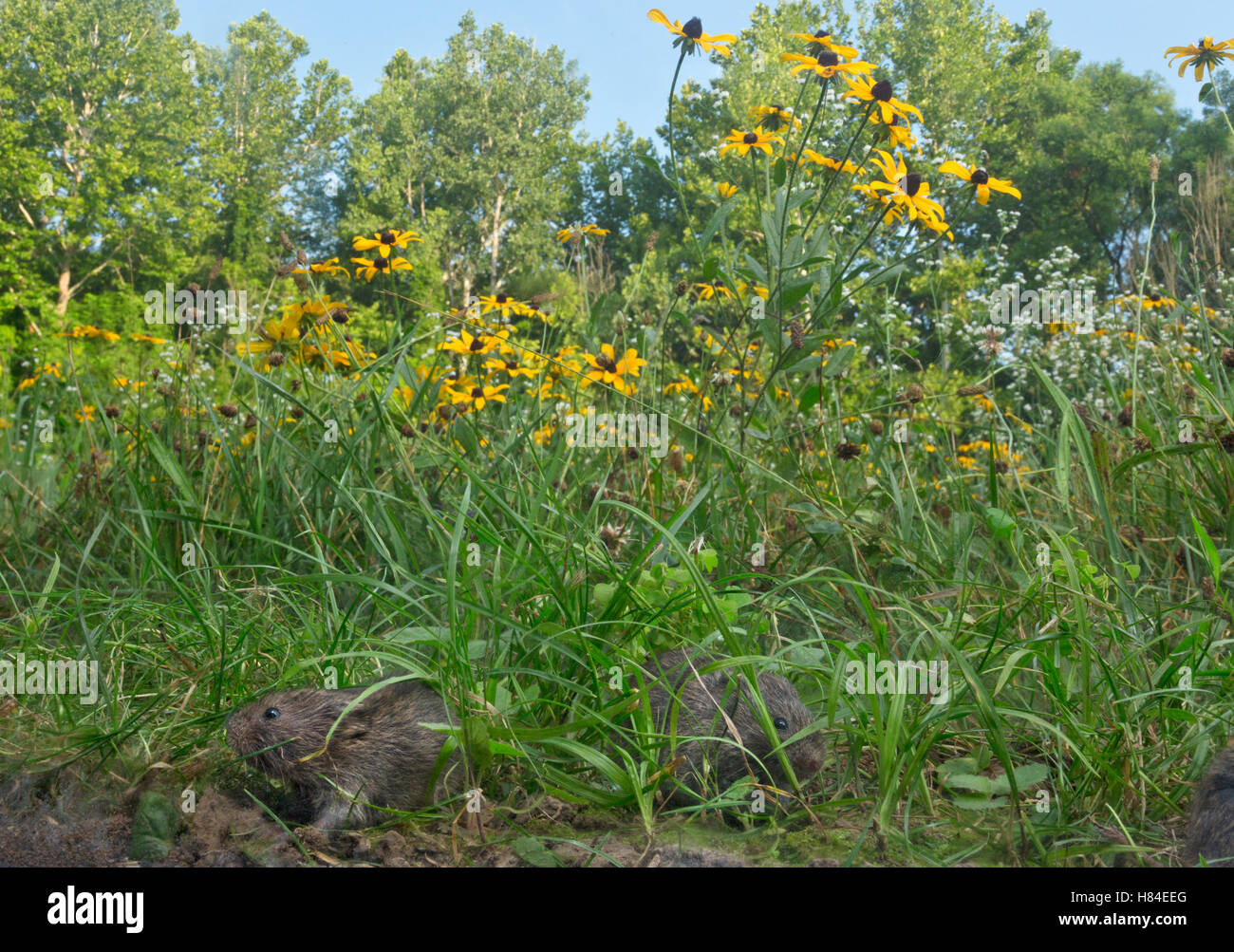 Prairie Vole (Microtus ochrogaster) pair in prairie in summer, Indiana ...
