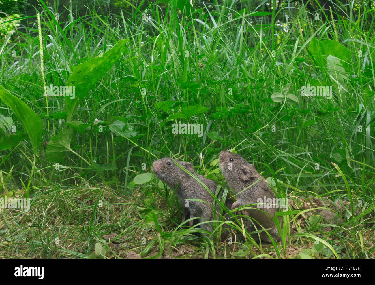 Prairie Vole (Microtus ochrogaster) pair in prairie in summer, Indiana ...