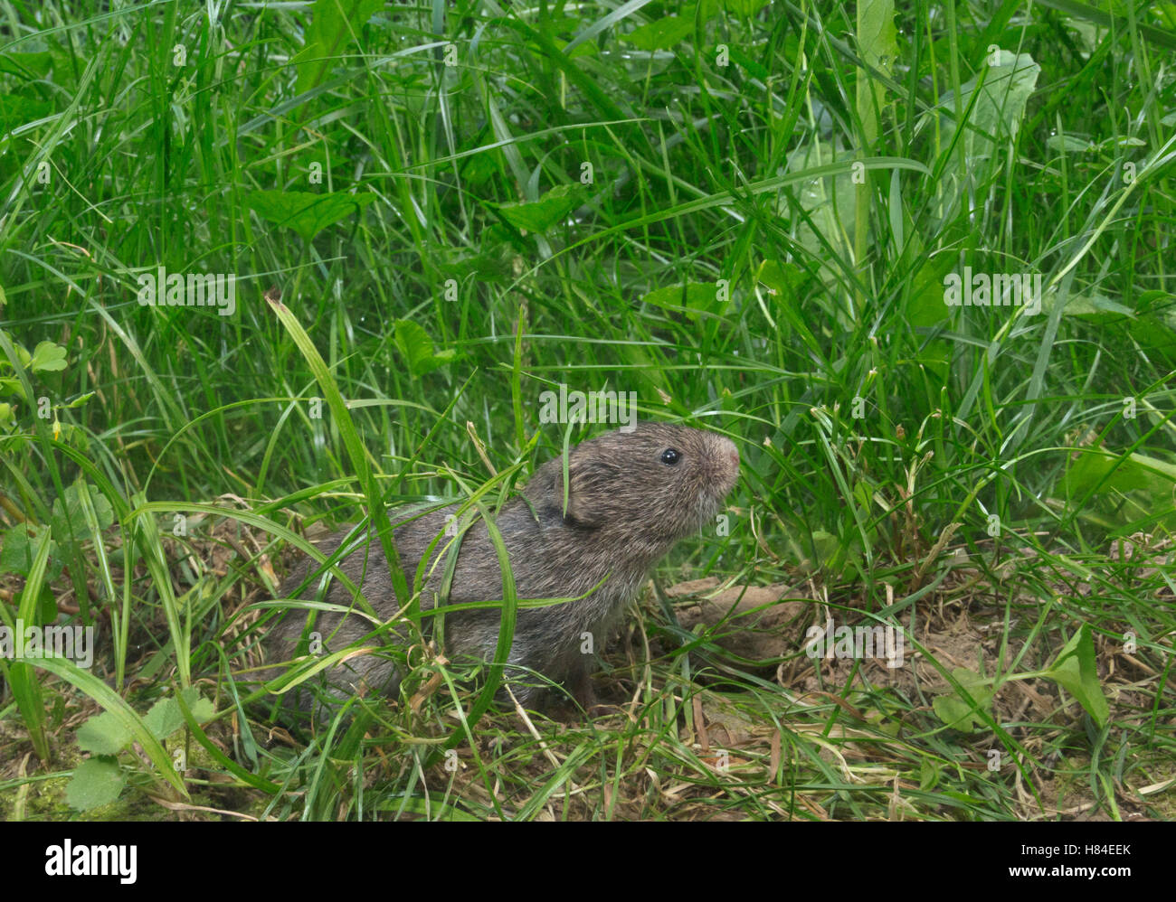 Prairie Vole (Microtus ochrogaster) in prairie in summer, Indiana Stock ...