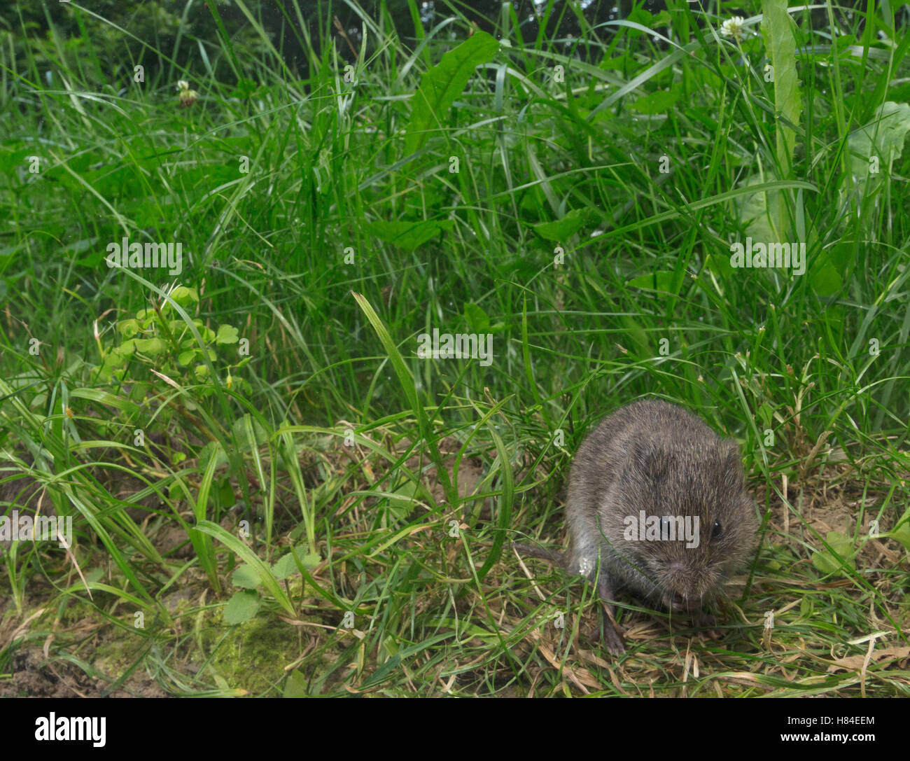 Prairie Vole (Microtus ochrogaster) in prairie in summer, Indiana, USA ...