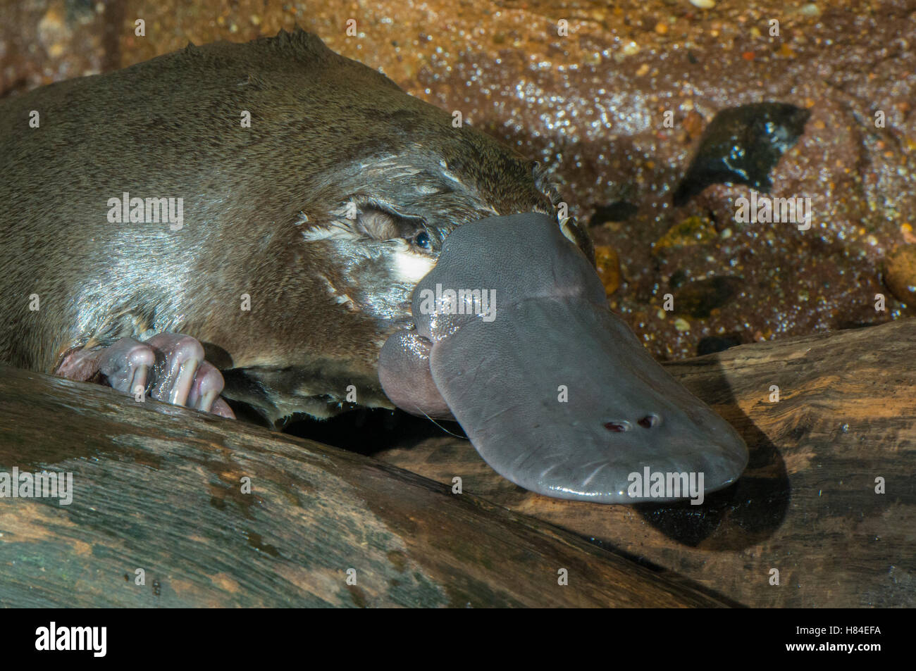 Platypus (Ornithorhynchus anatinus) male, native to Australia Stock ...