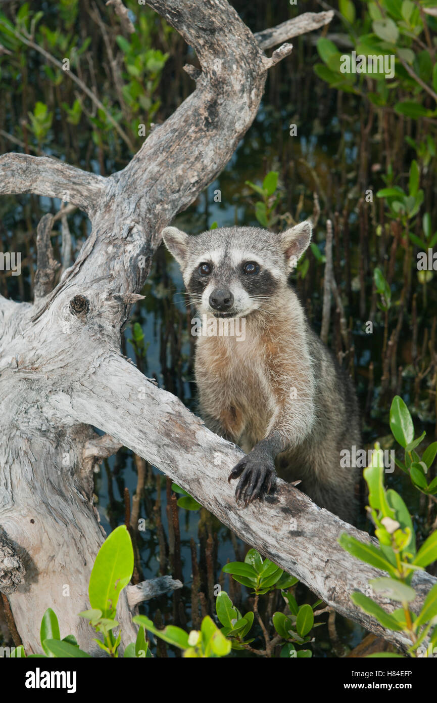 Pygmy Raccoon (Procyon pygmaeus), Cozumel Island, Mexico Stock Photo ...