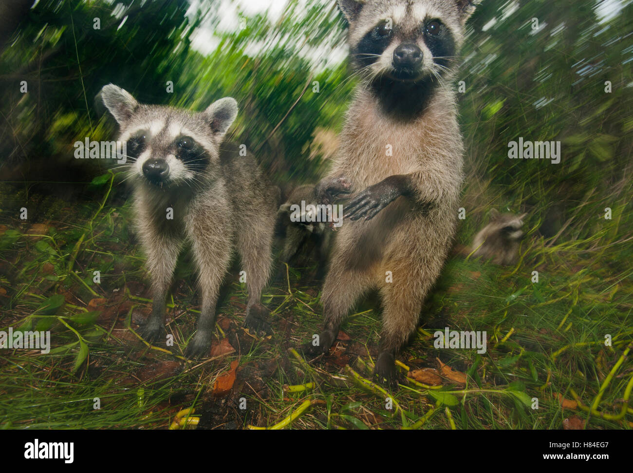 Pygmy Raccoon (Procyon pygmaeus) trio, Cozumel Island, Mexico Stock ...