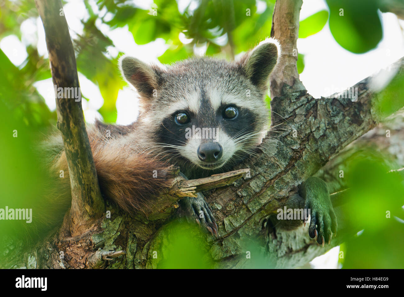 Pygmy Raccoon (Procyon pygmaeus) in tree, Cozumel Island, Mexico Stock ...