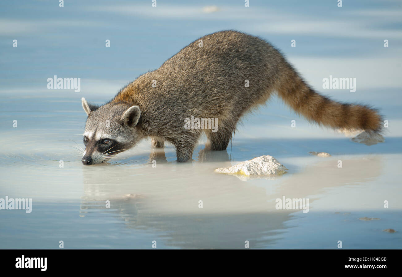 Pygmy Raccoon (Procyon pygmaeus) drinking, Cozumel Island, Mexico Stock ...