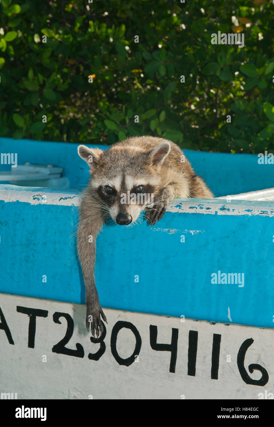 Pygmy Raccoon (Procyon pygmaeus) in boat, Cozumel Island, Mexico Stock ...