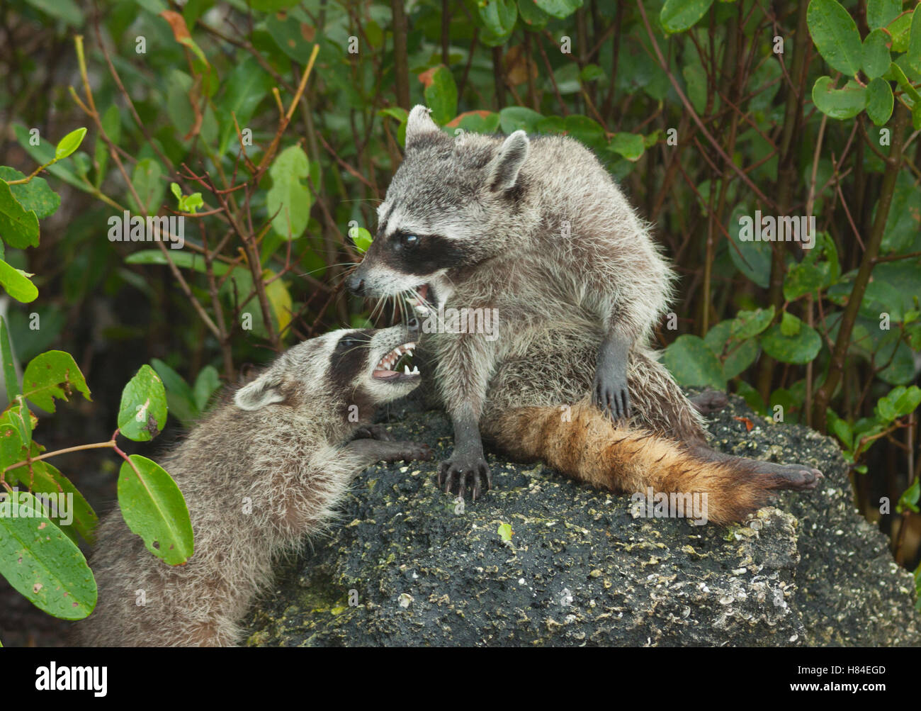 Pygmy Raccoon (Procyon pygmaeus) pair play-fighting, Cozumel Island ...