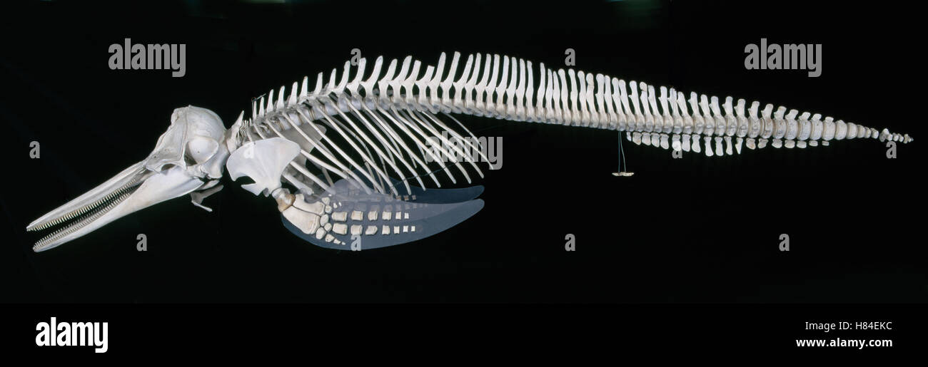 Common Dolphin (Delphinus delphis) skeleton Stock Photo - Alamy