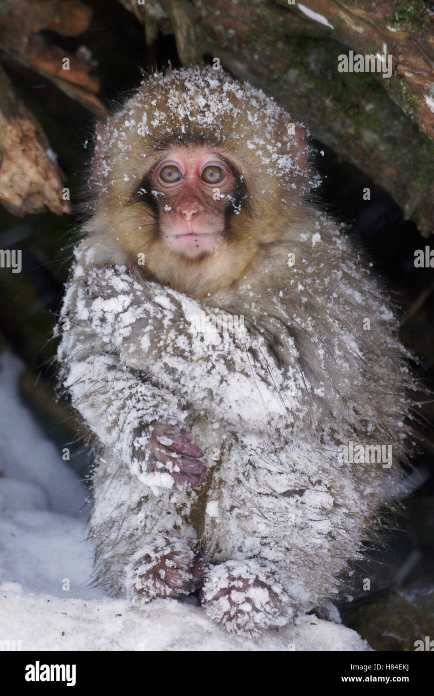 Japanese Macaque (Macaca fuscata) baby in snow, Jigokudani, Japan Stock ...