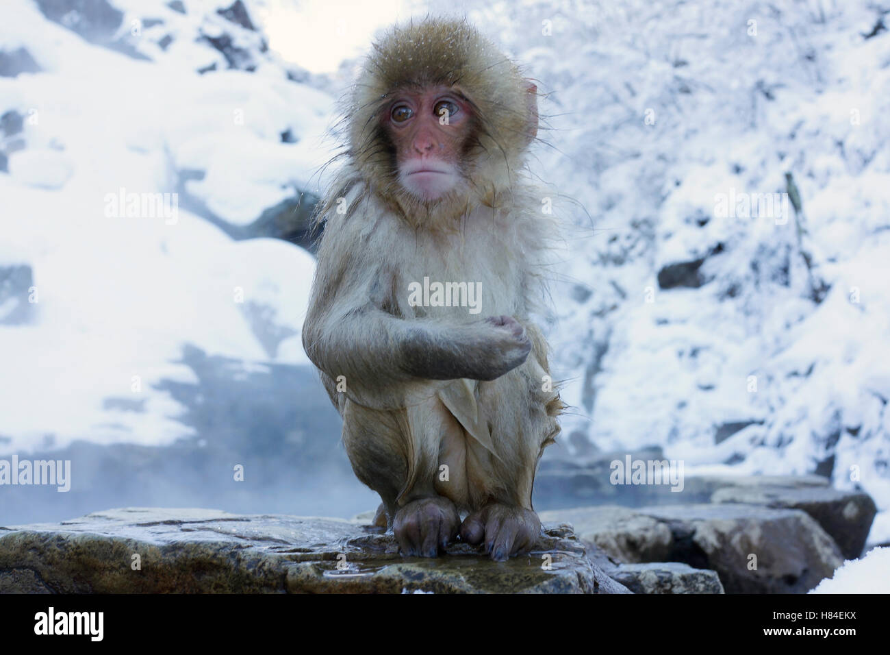 Japanese Macaque (Macaca fuscata) baby in snow, Jigokudani, Japan Stock ...