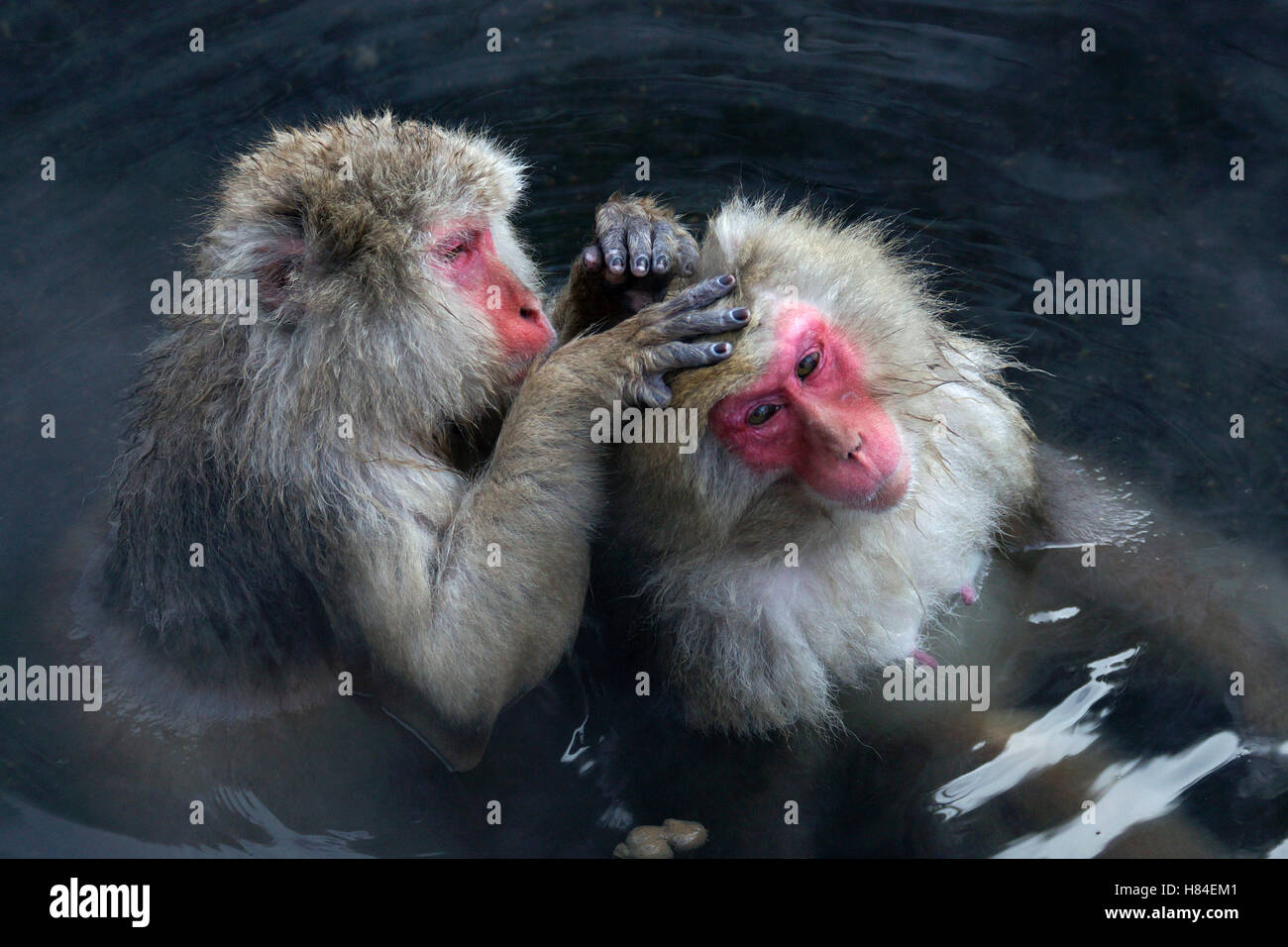 Japanese Macaque (Macaca fuscata) grooming in thermal pool, Jigokudani ...