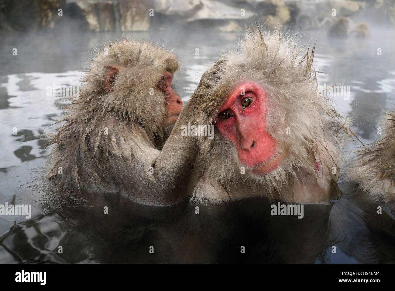 Japanese Macaque (Macaca fuscata) grooming in thermal pool, Jigokudani ...
