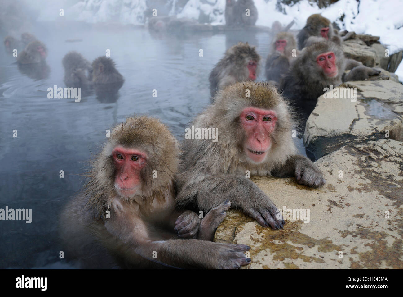 Japanese Macaque (Macaca fuscata) troop in hot spring, Jigokudani ...