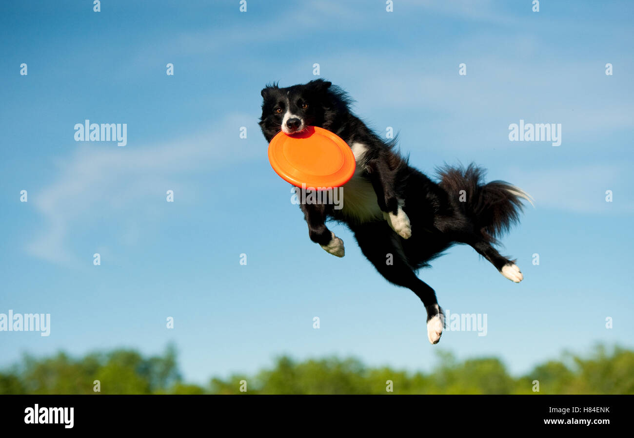 Border Collie (Canis familiaris) catching a frisbee Stock Photo - Alamy