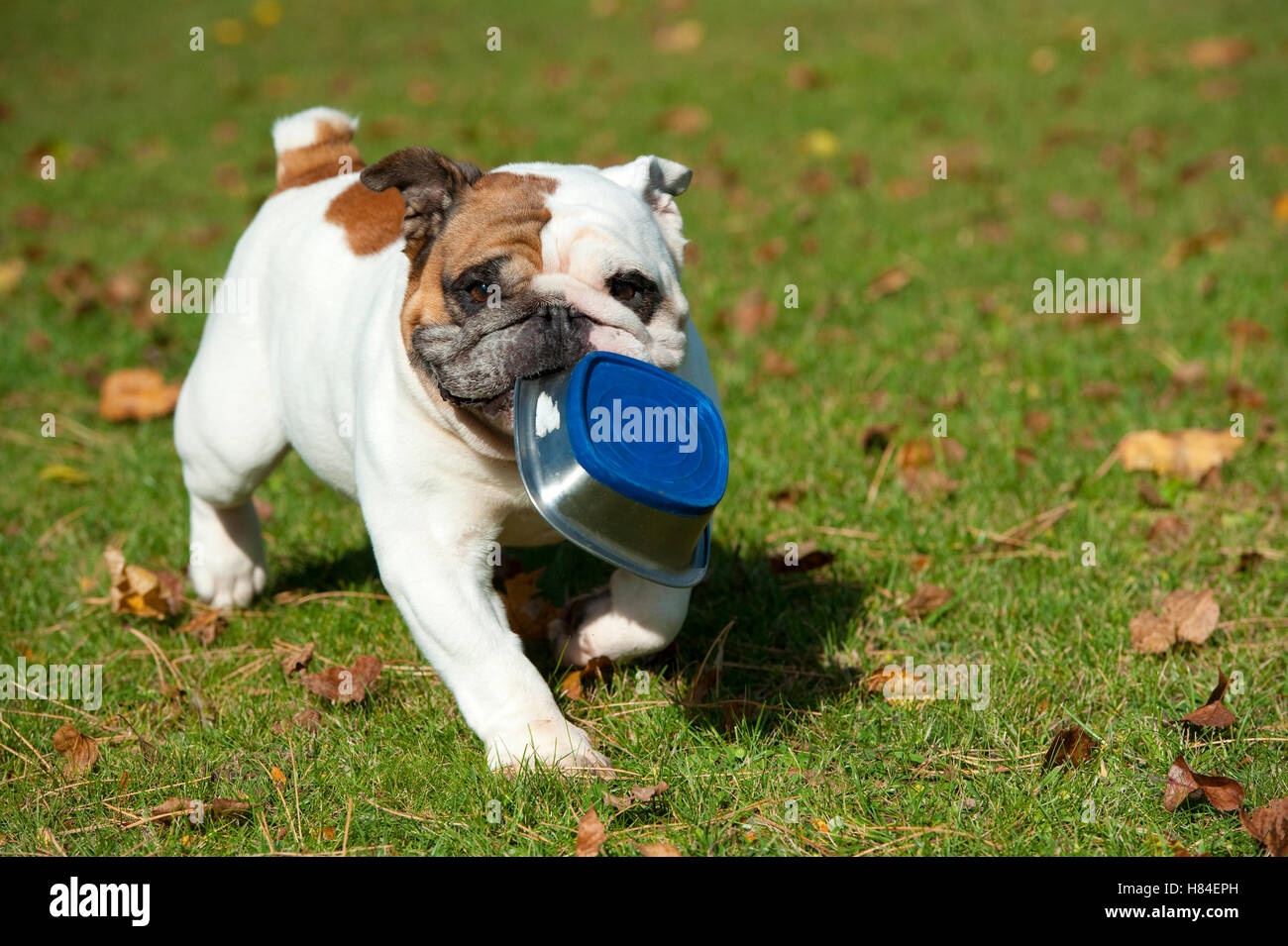 English Bulldog (Canis familiaris) carrying a container Stock Photo - Alamy
