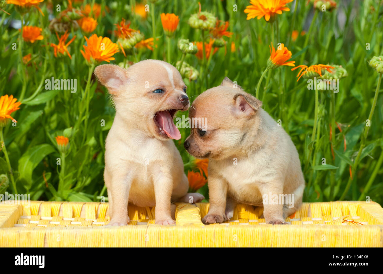 Chihuahua (Canis familiaris) puppies Stock Photo - Alamy