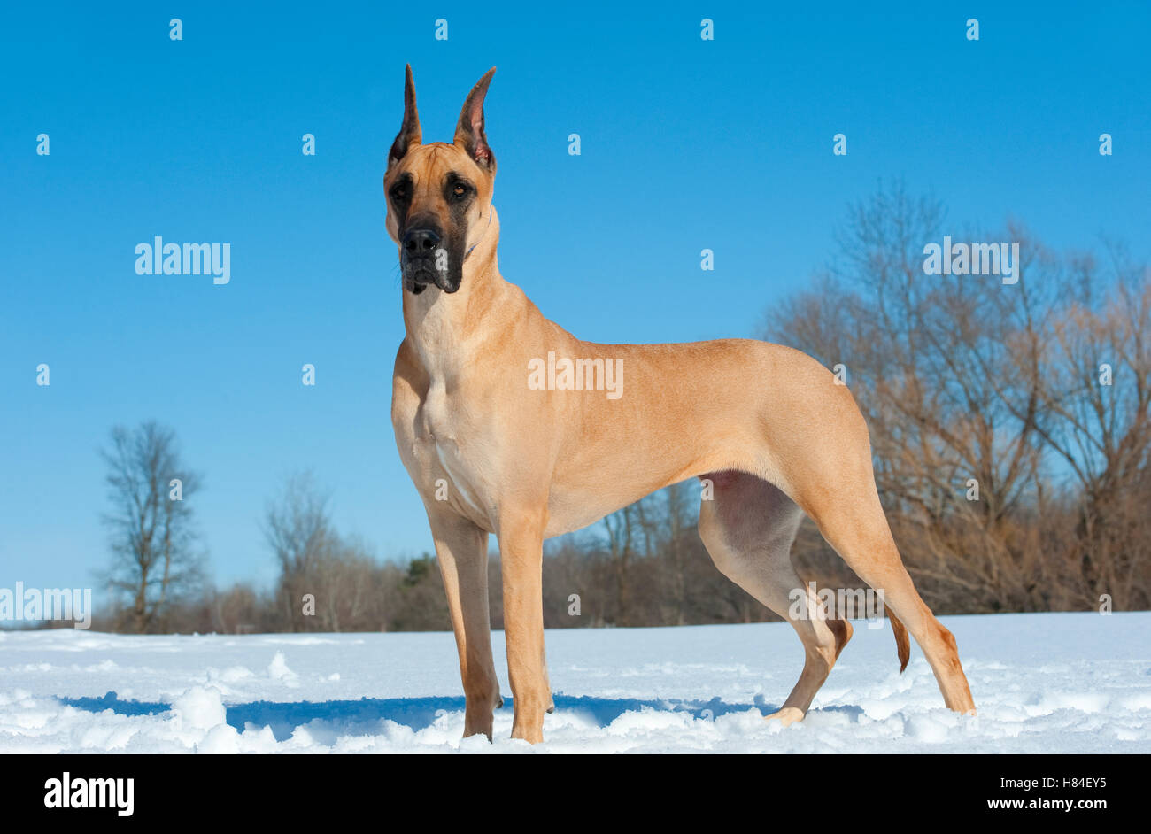 Great Dane (Canis familiaris) fawn-colored in snow Stock Photo - Alamy