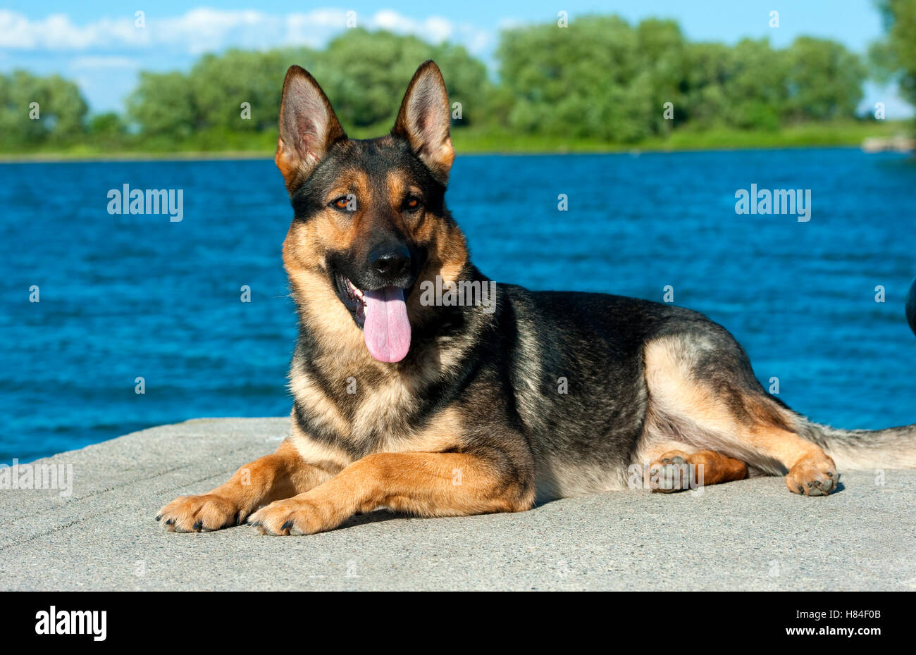 German Shepherd (Canis familiaris), panting Stock Photo - Alamy