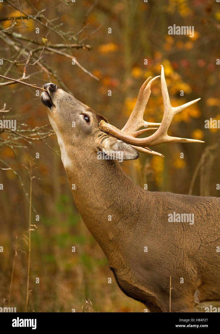 White-tailed Deer (Odocoileus virginianus) buck chewing licking branck ...