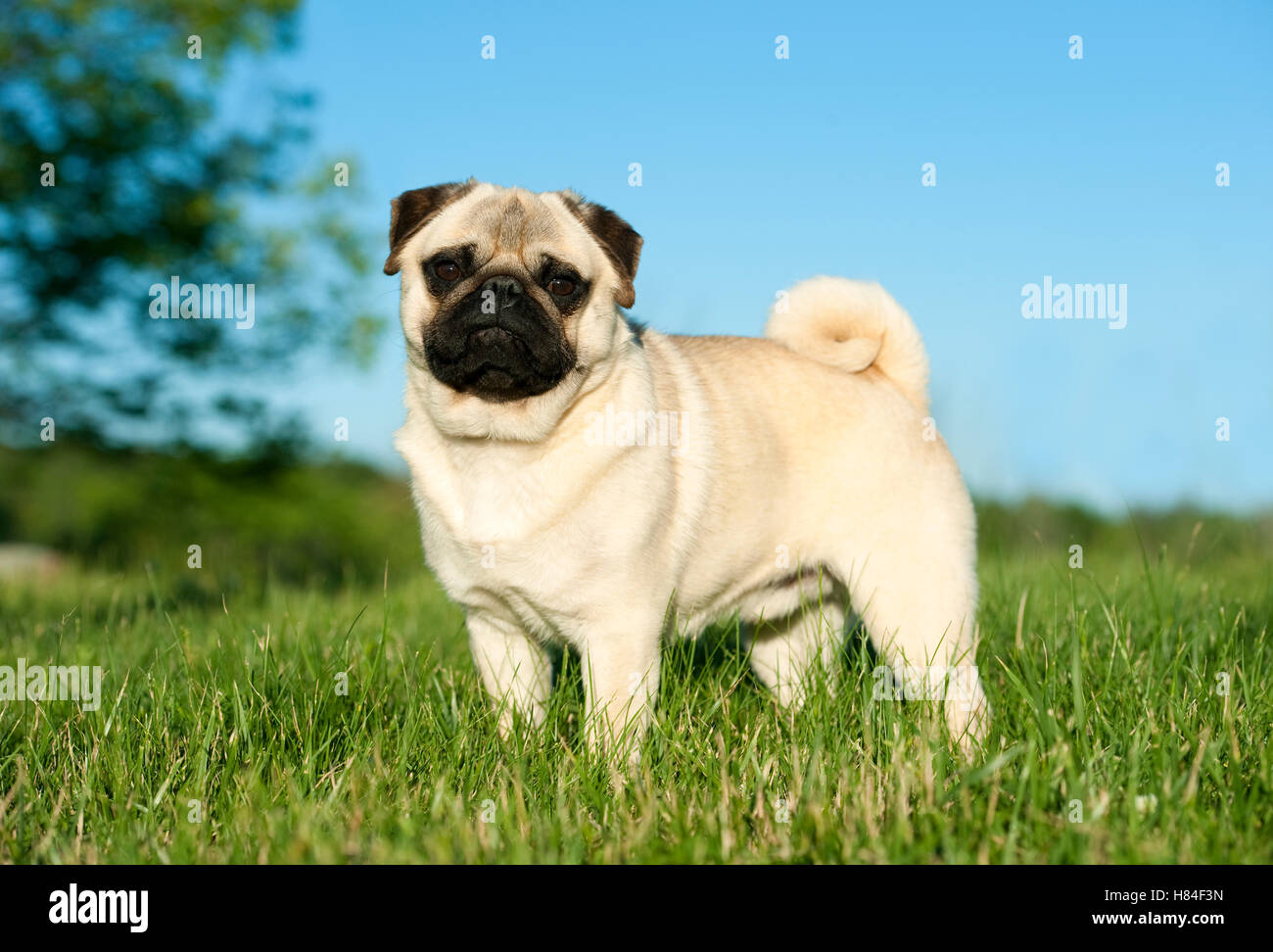 Pug (Canis familiaris), adult Stock Photo - Alamy