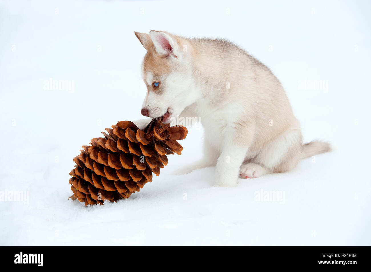 Siberian Husky (Canis familiaris) playing with a pine cone in snow Stock Photo - Alamy