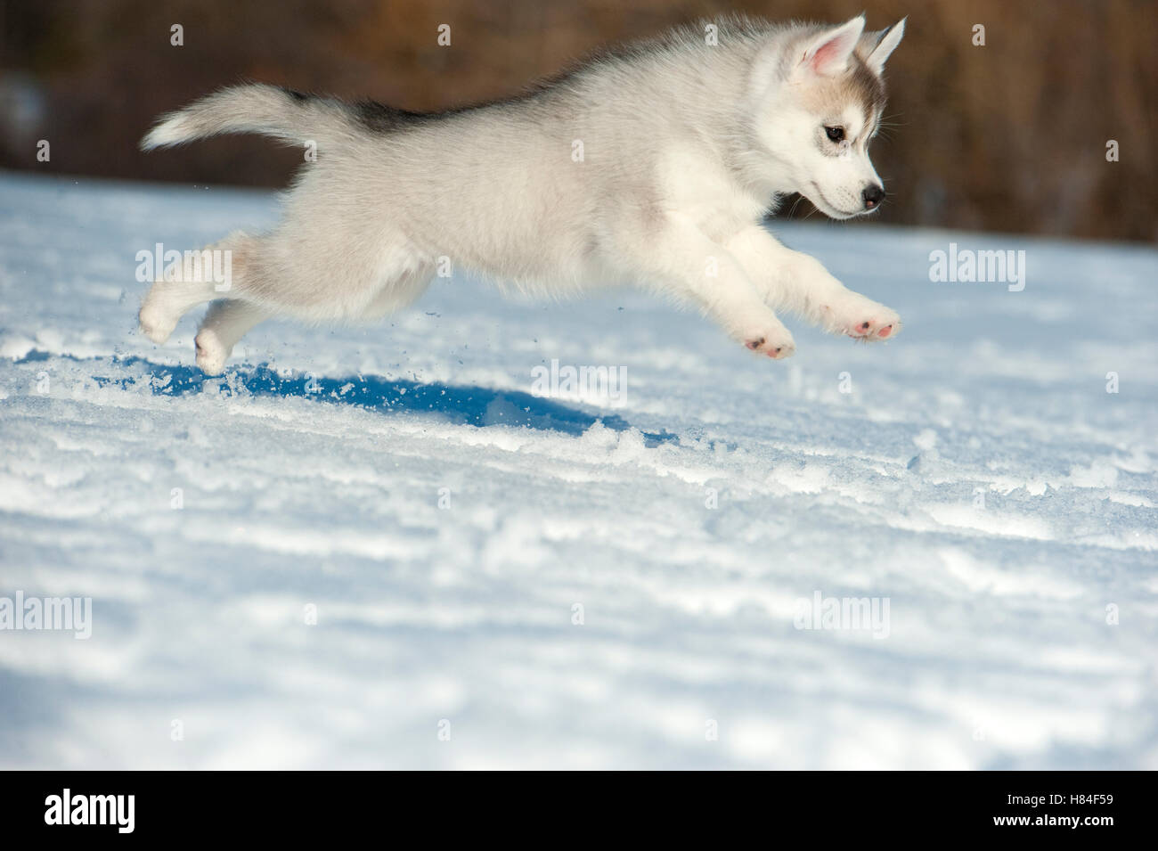 Siberian Husky (Canis familiaris) puppy jumping in snow Stock Photo - Alamy