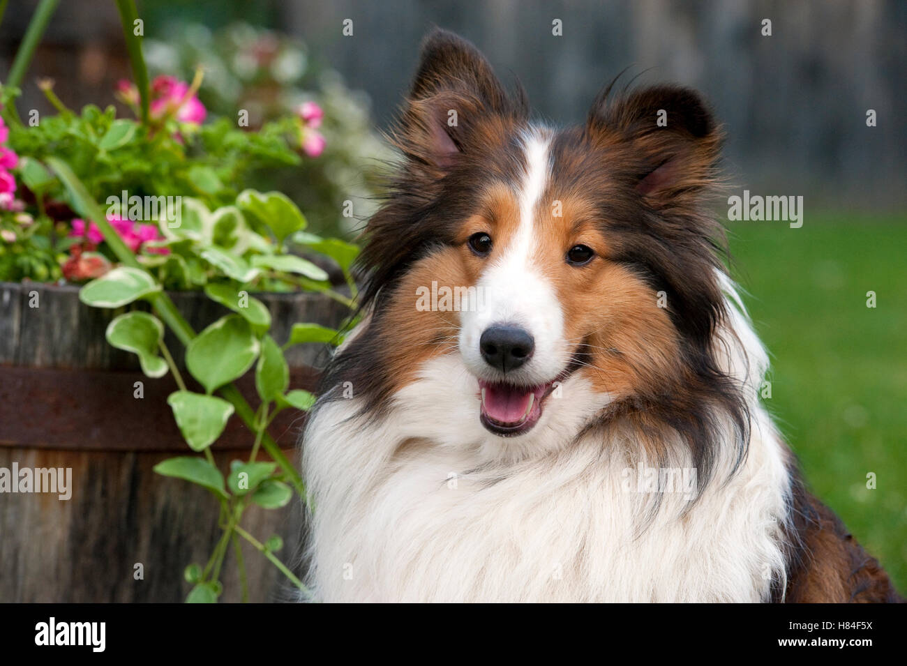 Shetland Sheepdog (Canis familiaris Stock Photo - Alamy
