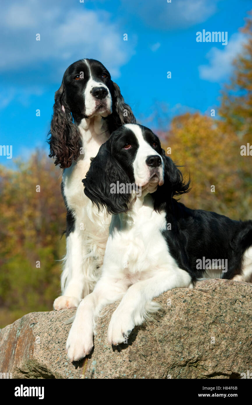 English Springer Spaniel (Canis familiaris) pair Stock Photo - Alamy