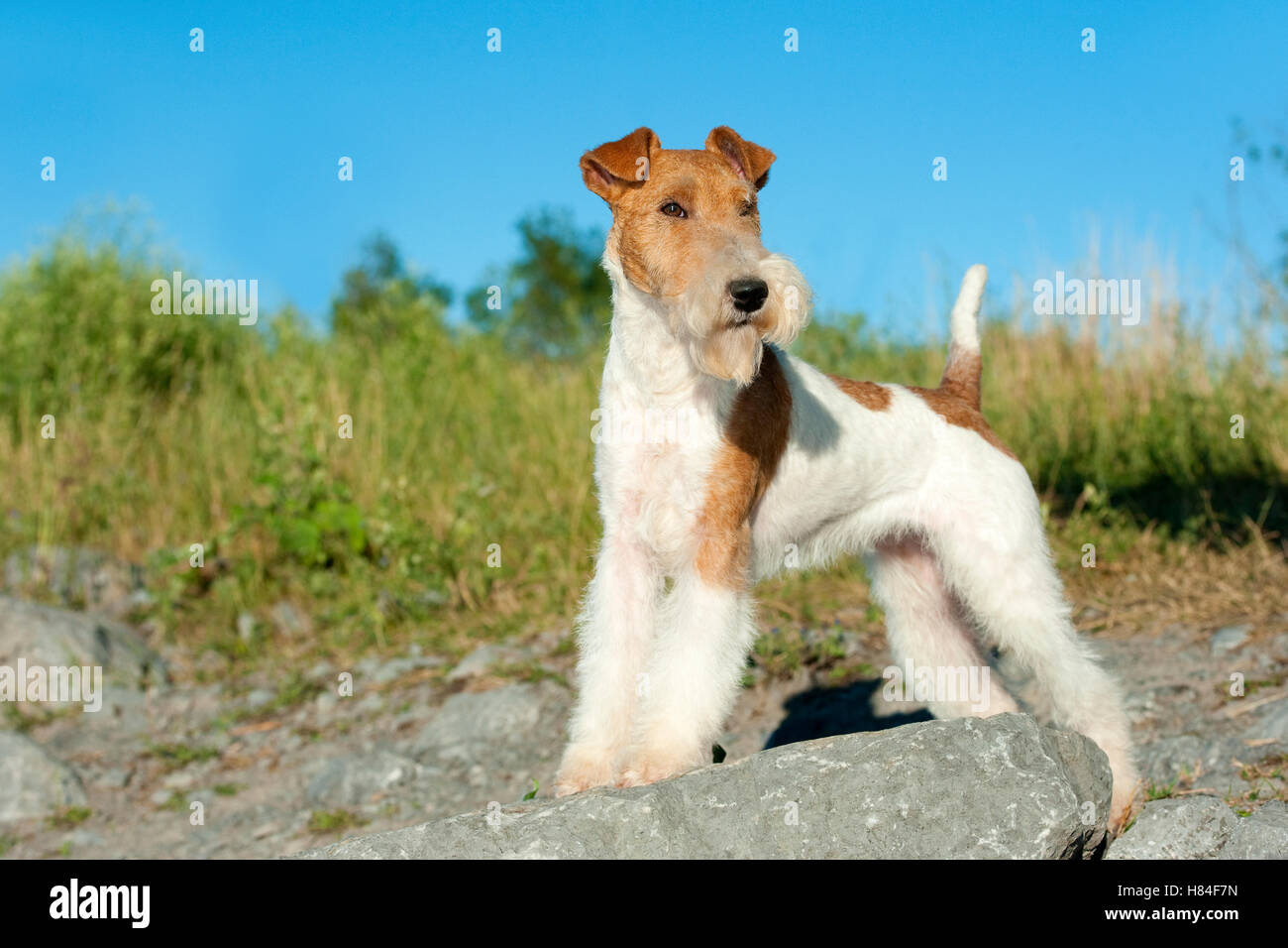 Wire-haired Fox Terrier (Canis familiaris Stock Photo - Alamy