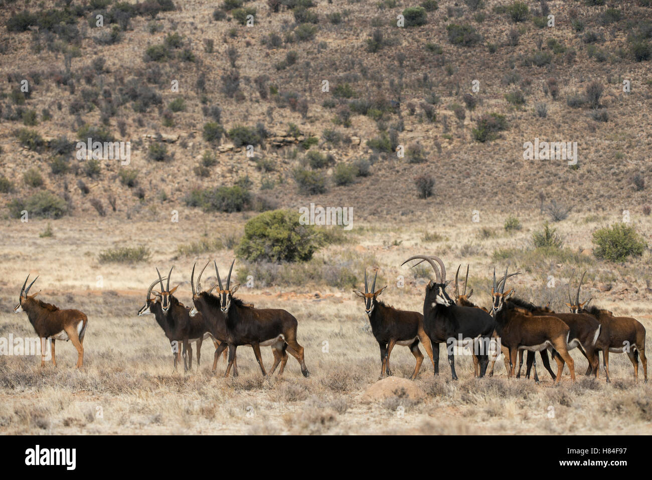 Sable Antelope (Hippotragus niger) on game ranch, Great Karoo, South ...