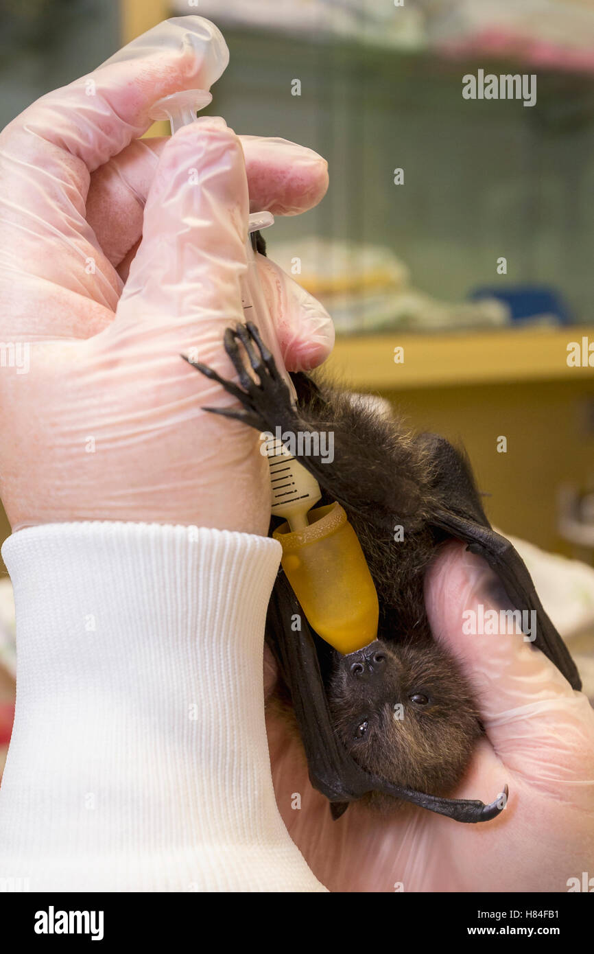 Rodrigues Flying Fox (Pteropus rodricensis) baby being fed, San Diego ...