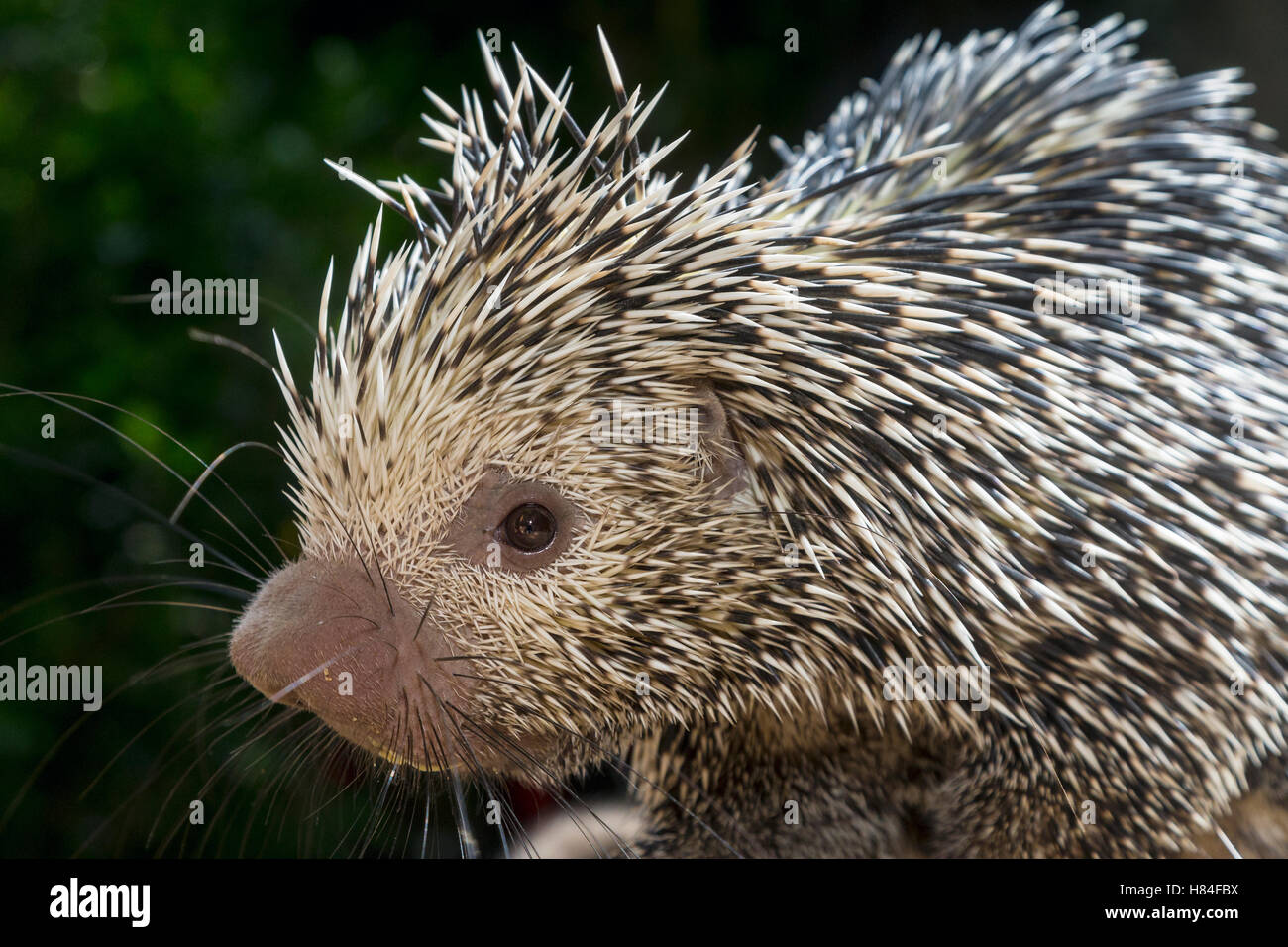 Brazilian Porcupine (Coendou prehensilis), native to Brazil Stock Photo ...