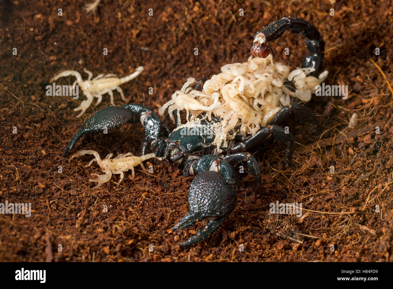 Emperor Scorpion (Pandinus imperator) carrying her immature offspring ...