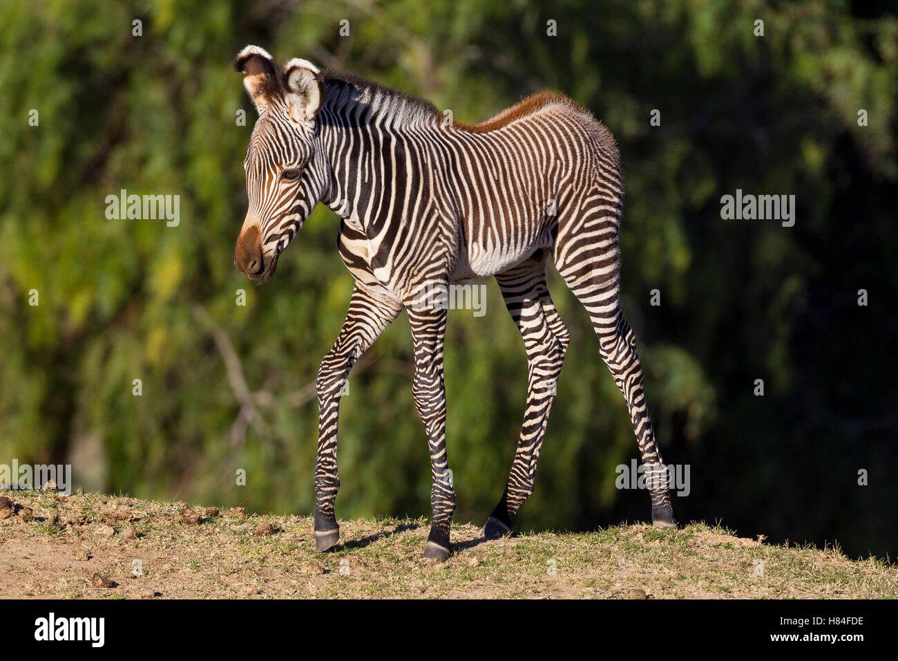 Grevy's Zebra (Equus grevyi) foal Stock Photo - Alamy